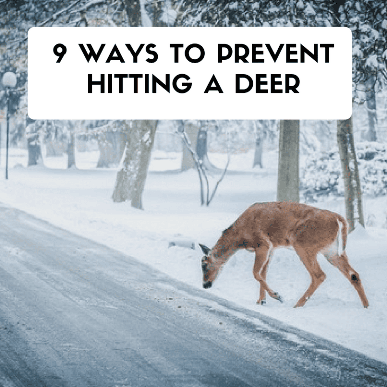 9 Ways to Prevent Hitting A Deer - It is Prime Season Right now